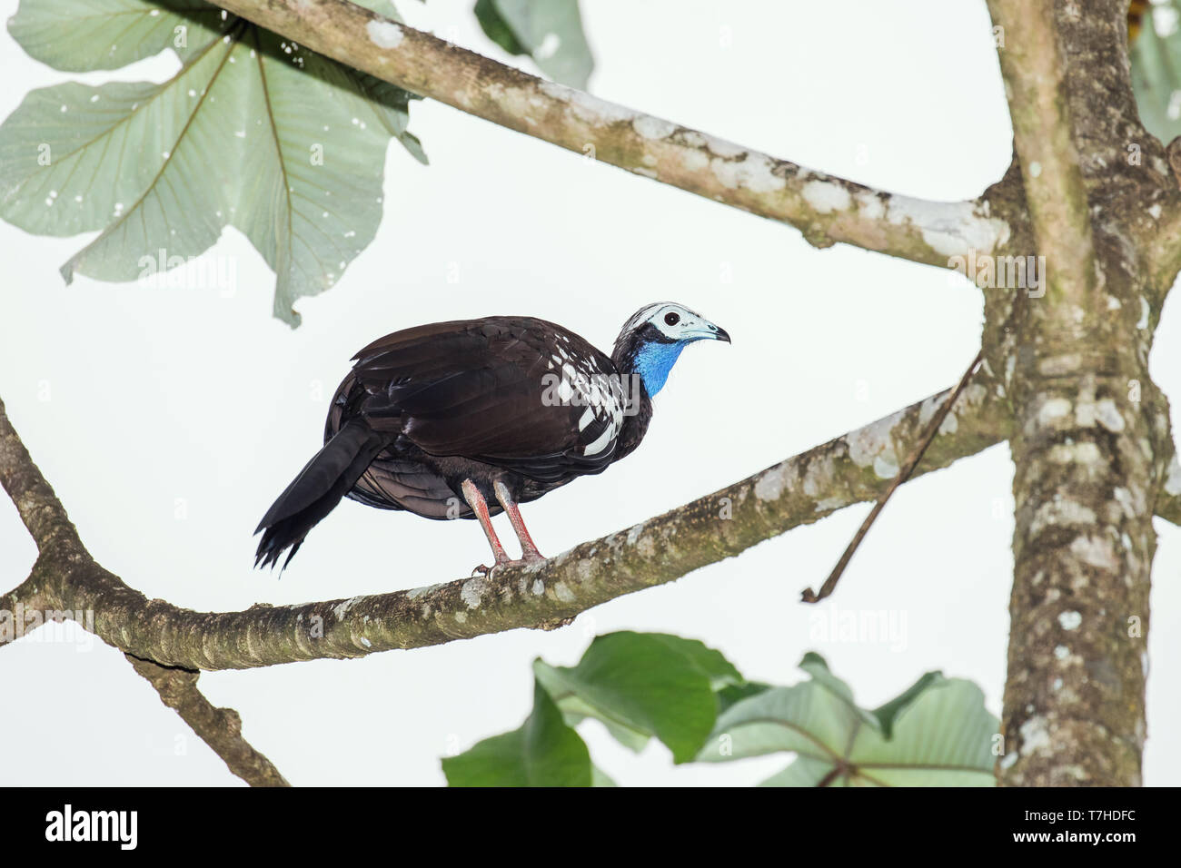 The critically endangered Trinidad Piping Guan (Pipile pipil) perched ...