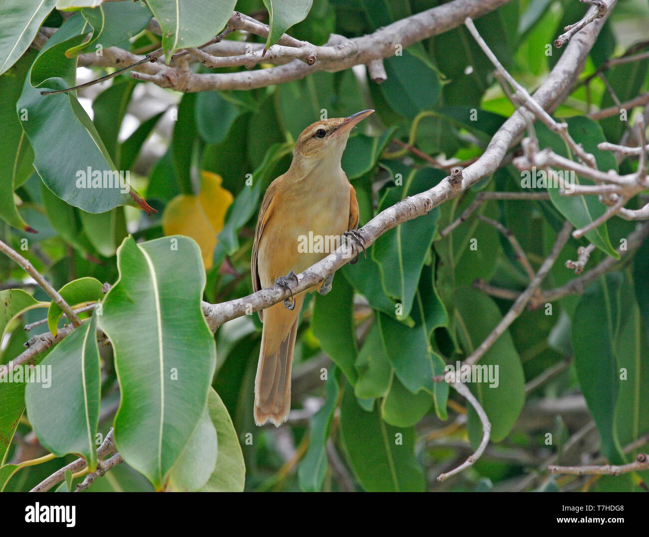 Tuamotu Reed Warbler (Acrocephalus atyphus) perched in low scrub on the ...