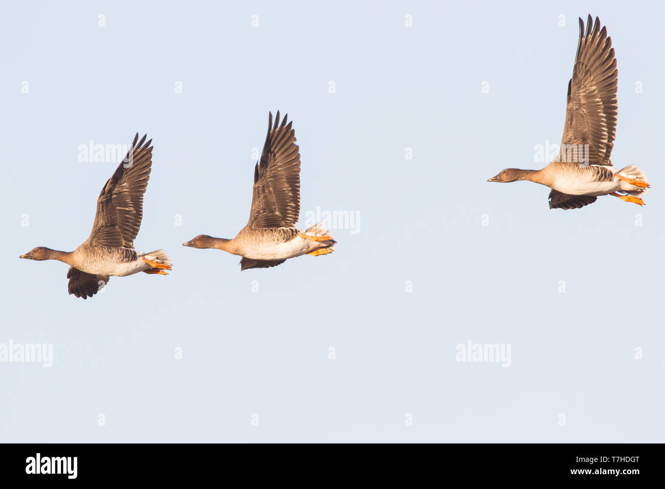 Tundra bean geese hi-res stock photography and images - Alamy
