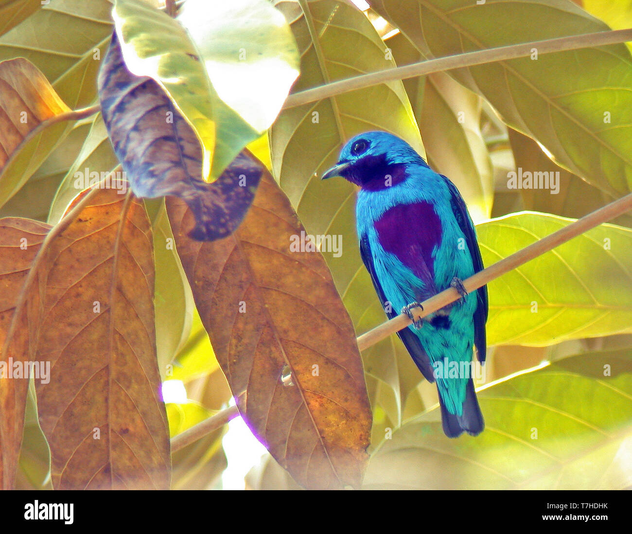 Male Turquoise cotinga (Cotinga ridgwayi) seen from below, perched in ...