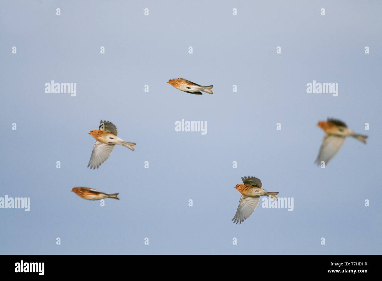 Five bird hi-res stock photography and images - Alamy