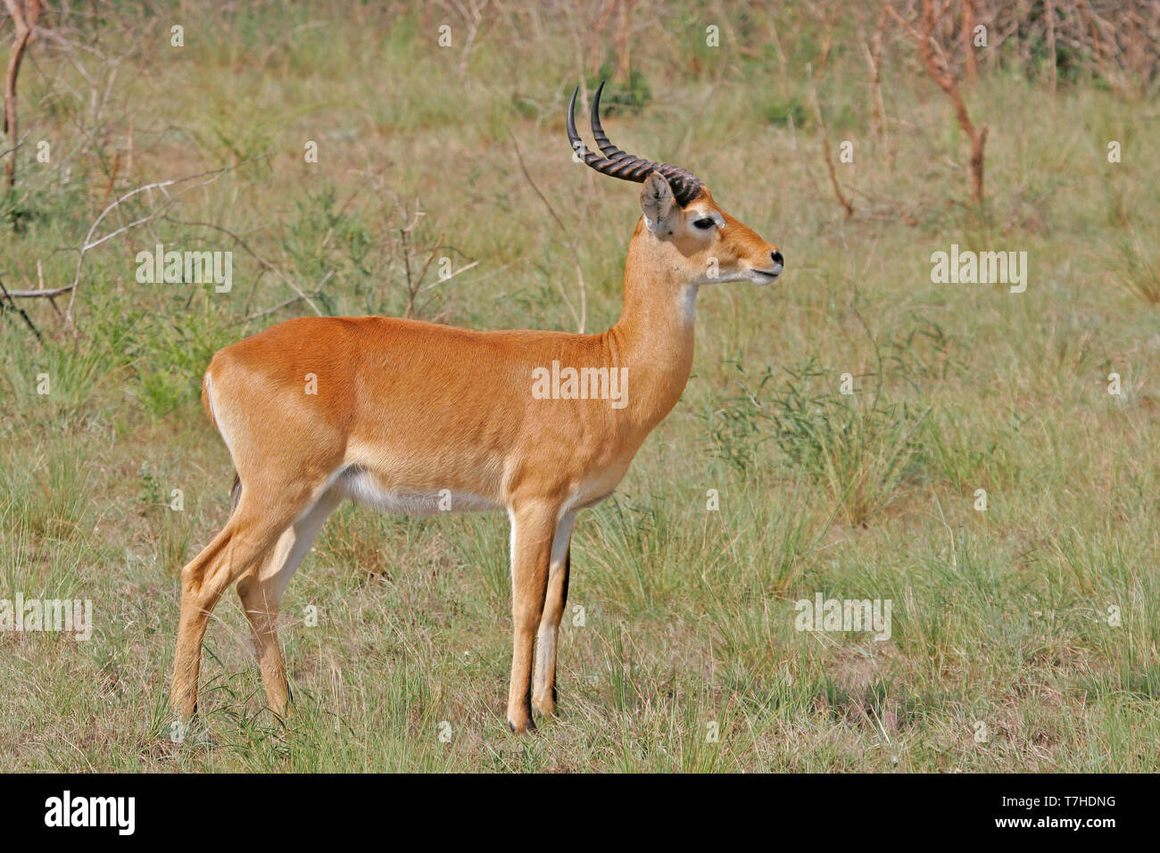 Ugandan kob (Kobus kob thomasi Stock Photo - Alamy