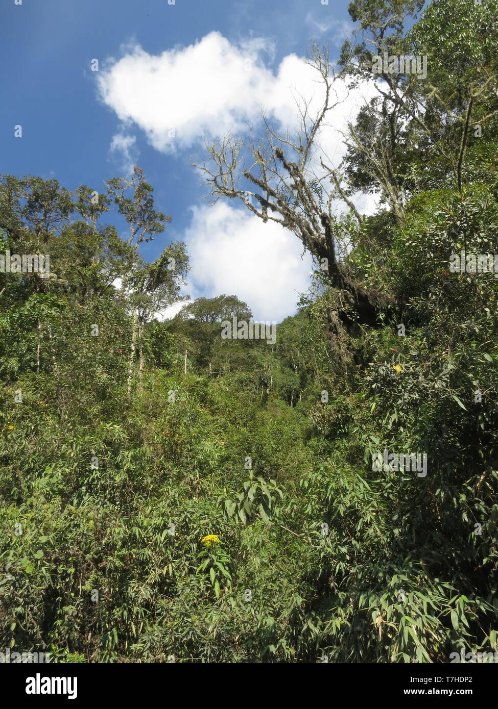 Dense jungle hi-res stock photography and images - Alamy