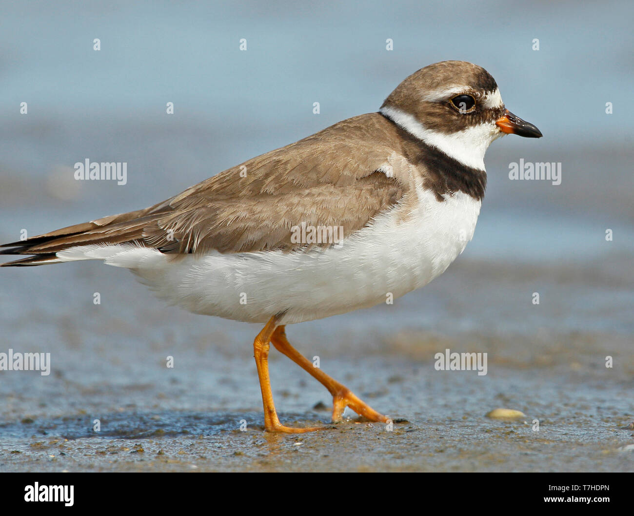 Webbed toes hi-res stock photography and images - Alamy