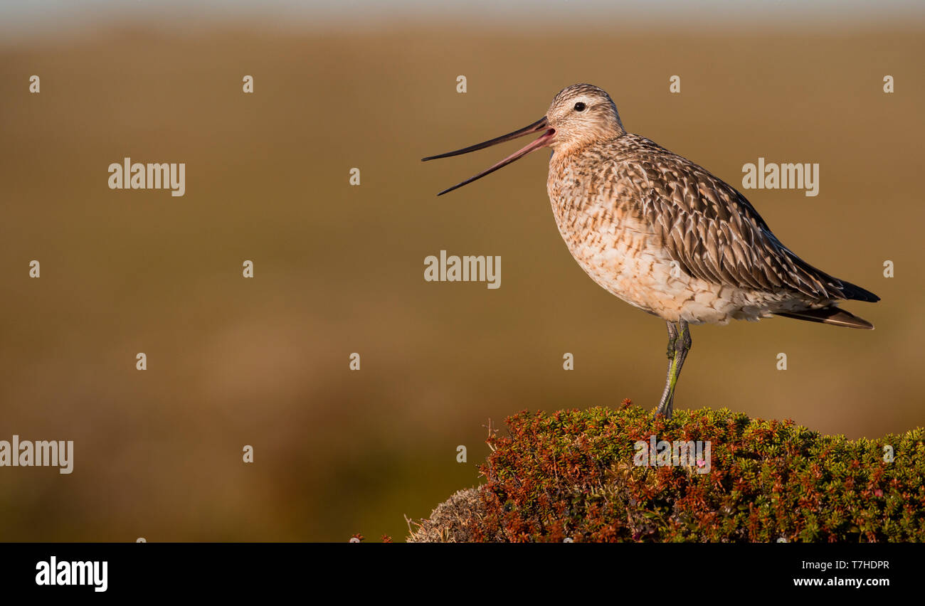 Adult Bar-tailed Godwit (Limosa lapponica) calling from heap in arctic ...