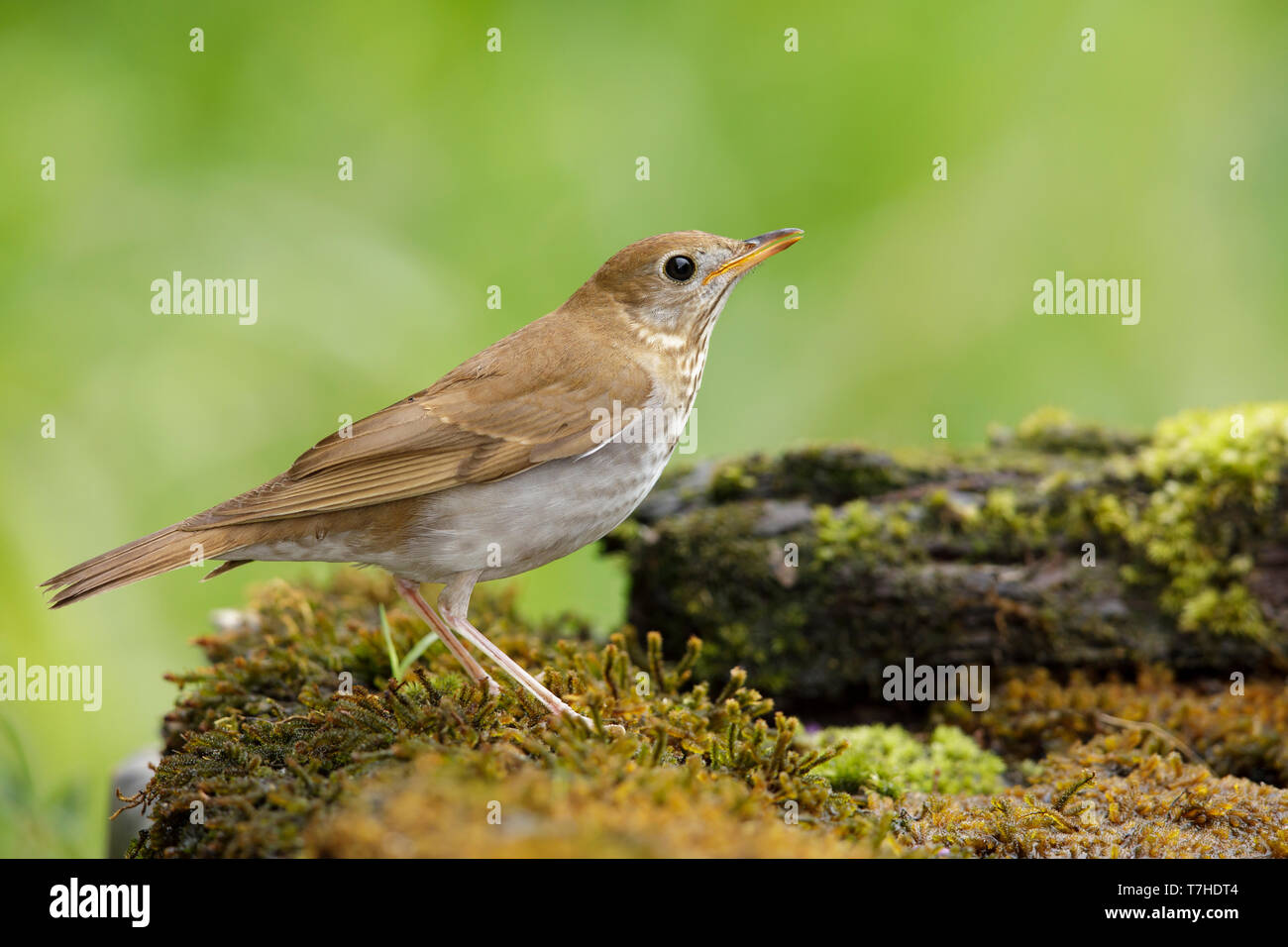 Adult Veery (Catharus fuscescens) Galveston Co., Texas April 2017 Stock ...