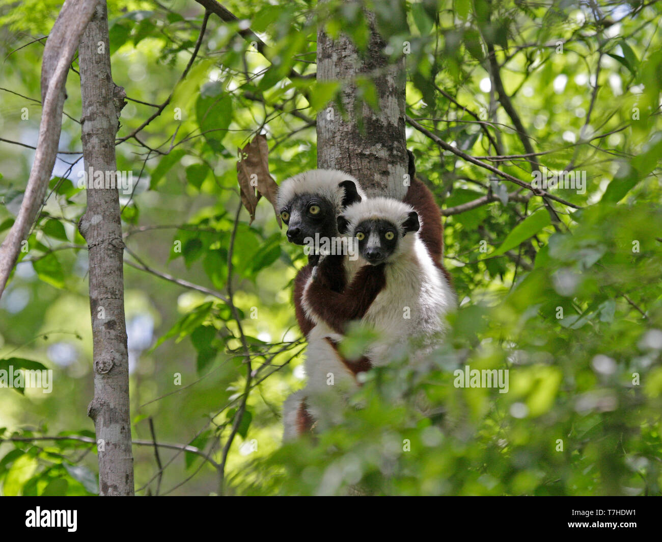 White sifaka hi-res stock photography and images - Alamy