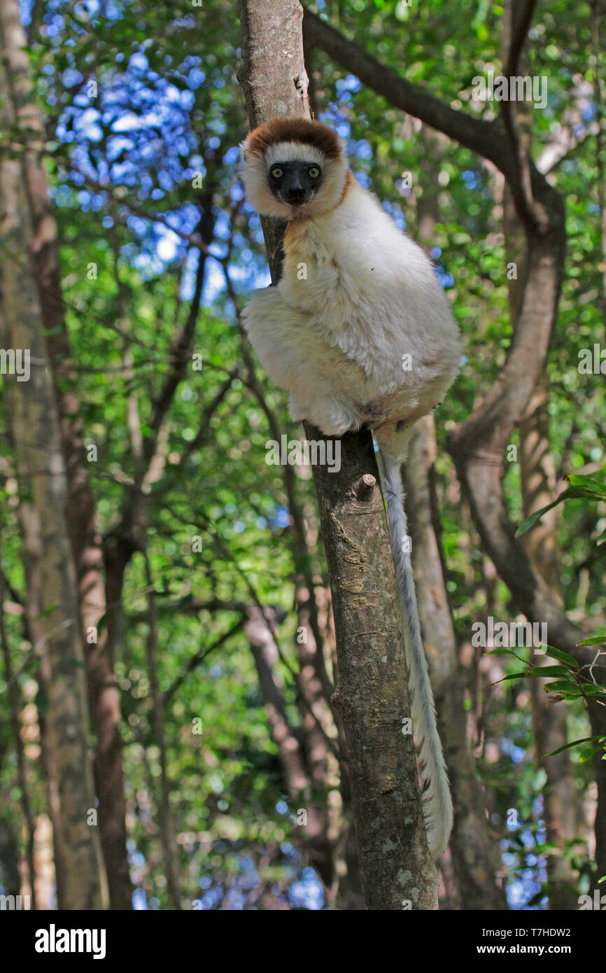 Verreaux's Sifaka, Propithecus verreauxi) also known a sthe White ...