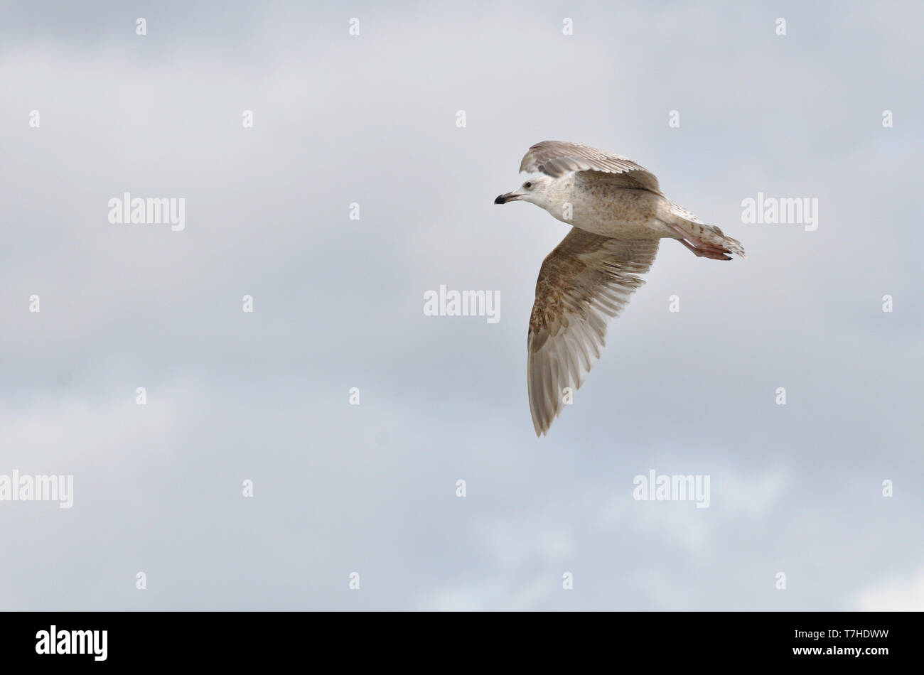 First-winter Viking Gull (hybrid Glaucous x Herring Gull) on the beach ...