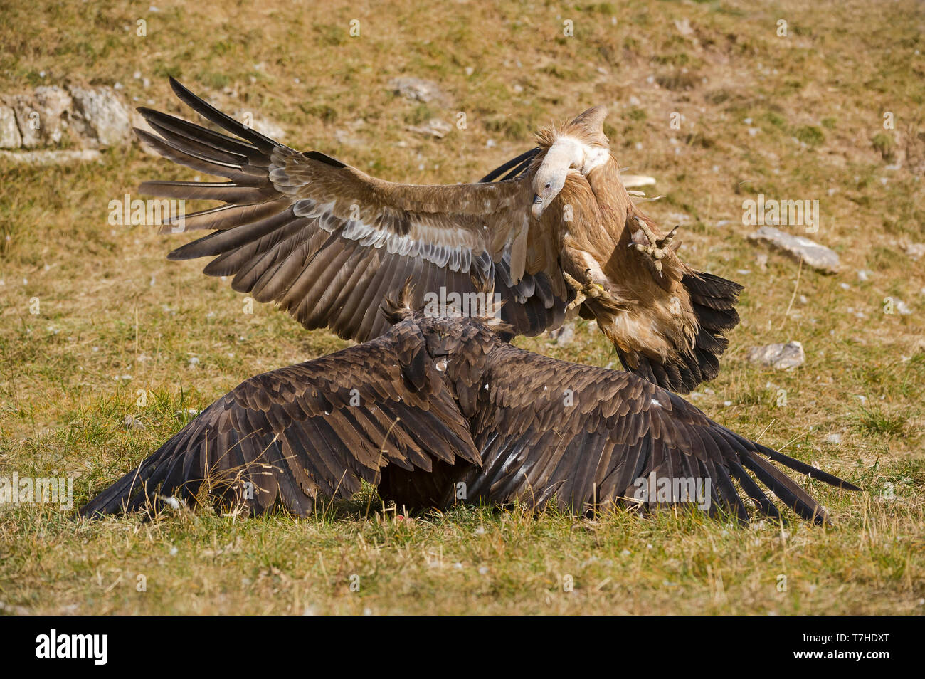 Vulture fighting hi-res stock photography and images - Alamy