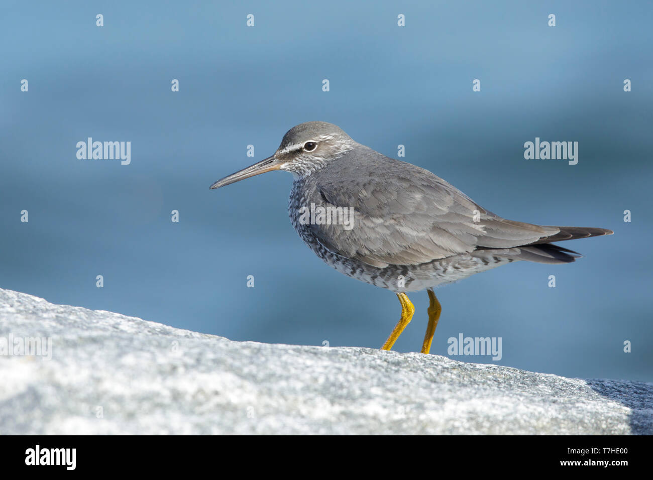 Adult breeding plumaged Wandering Tattler, Tringa incana Seward ...