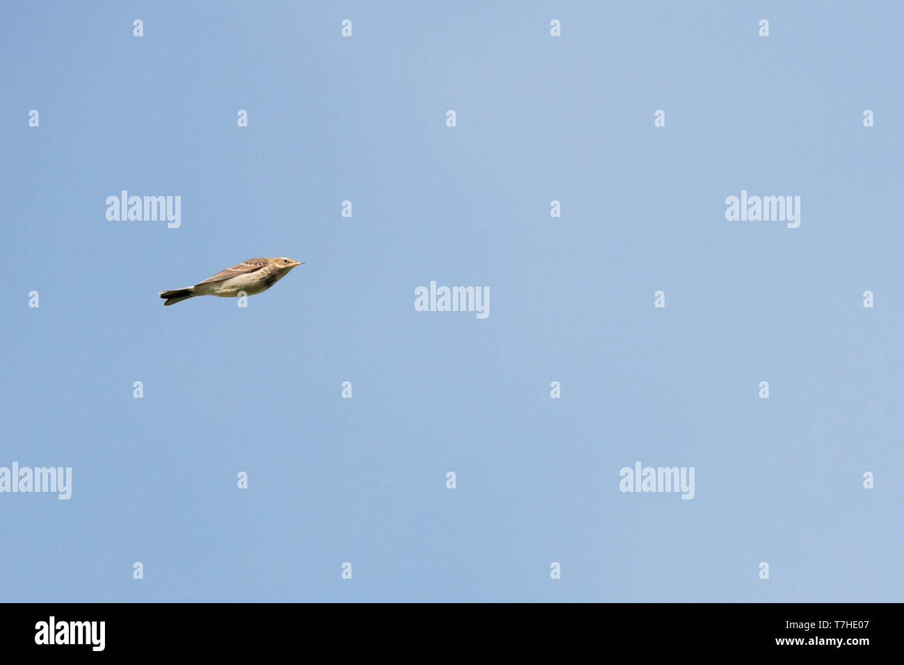 Water Pipit (Anthus spinoletta) in flight during migration time in the ...