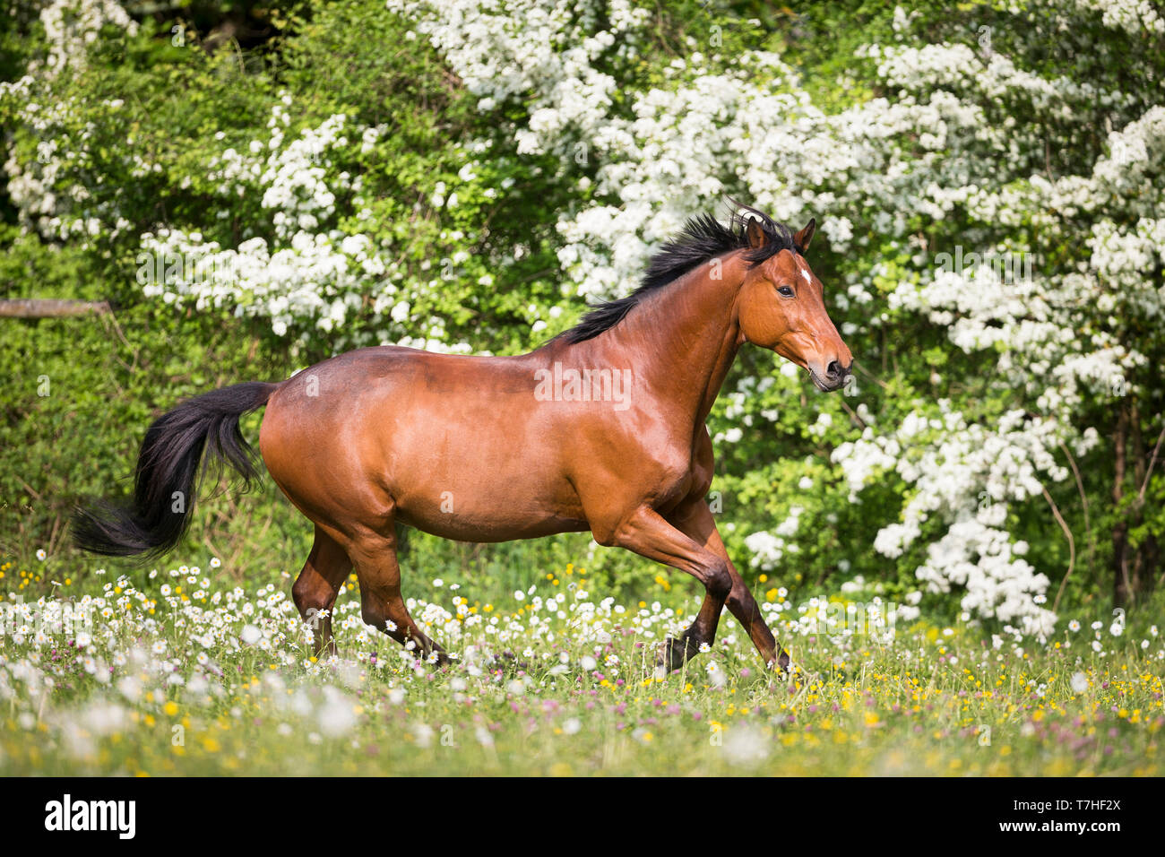 Trakehner bay hi-res stock photography and images - Alamy