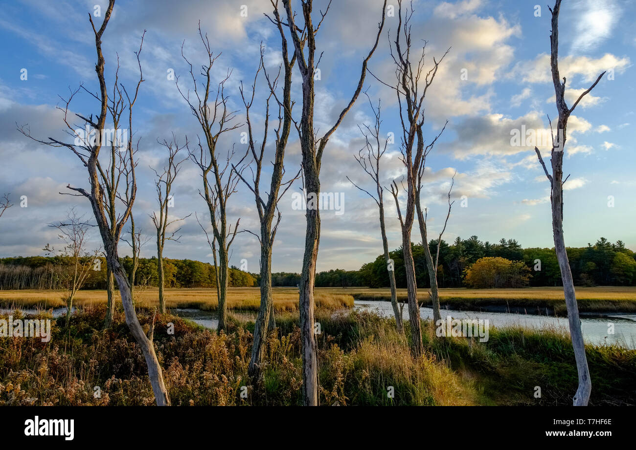Scarborough marsh in maine hi-res stock photography and images - Alamy