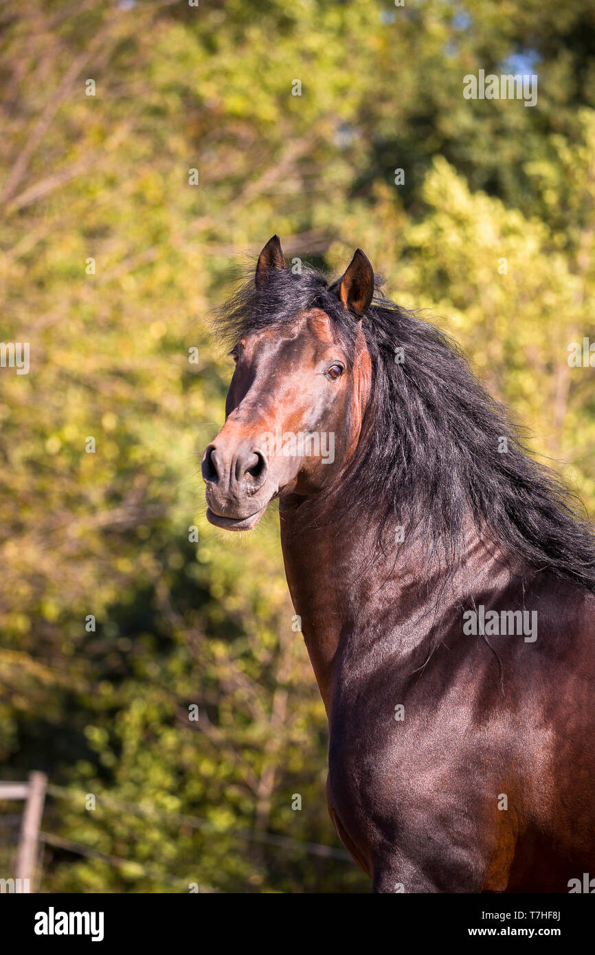 Pre stallion portrait hi-res stock photography and images - Alamy