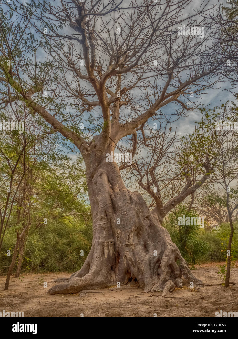 A powerful baobab tree. Tree of happiness,Senegal. Africa Stock Photo ...