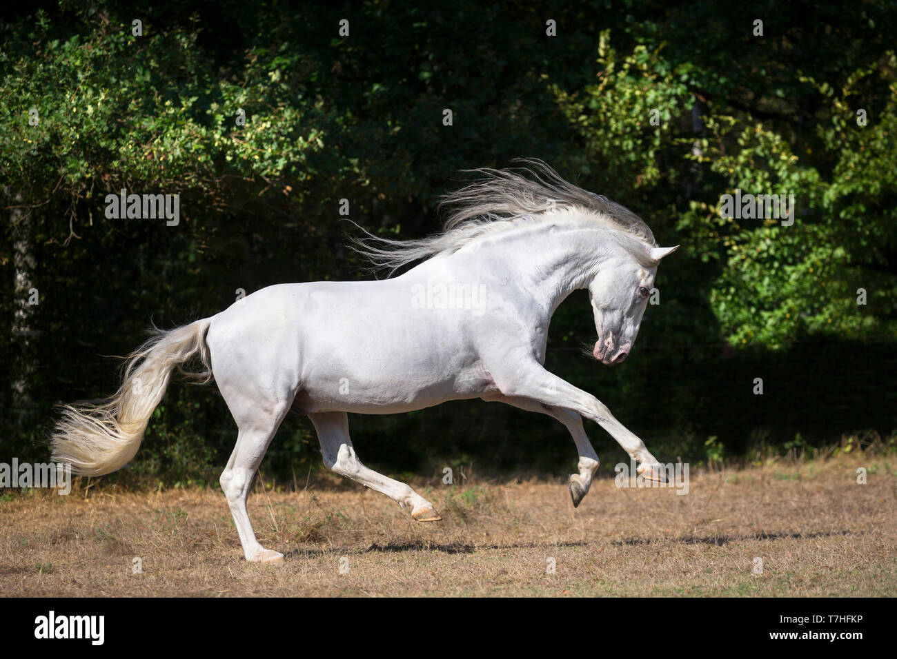 Purebred Spanish Horse