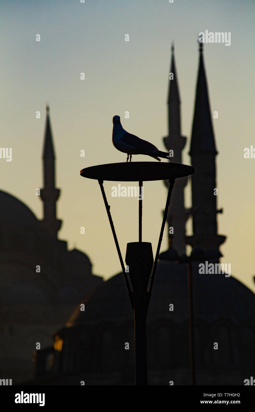 Seagul book hi-res stock photography and images - Alamy
