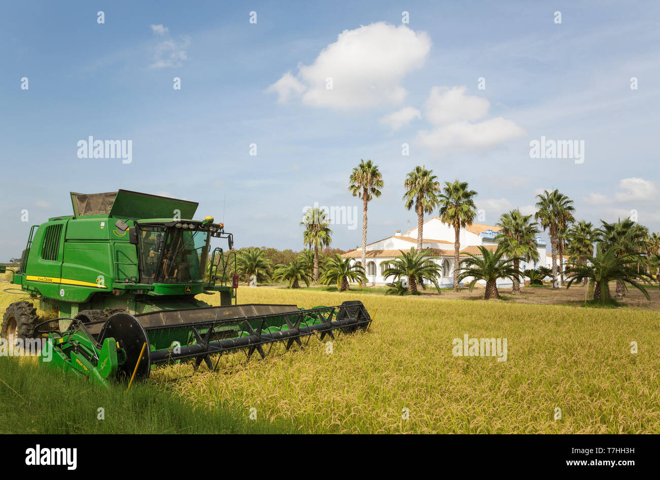 Harvest of rice spain hi-res stock photography and images - Alamy
