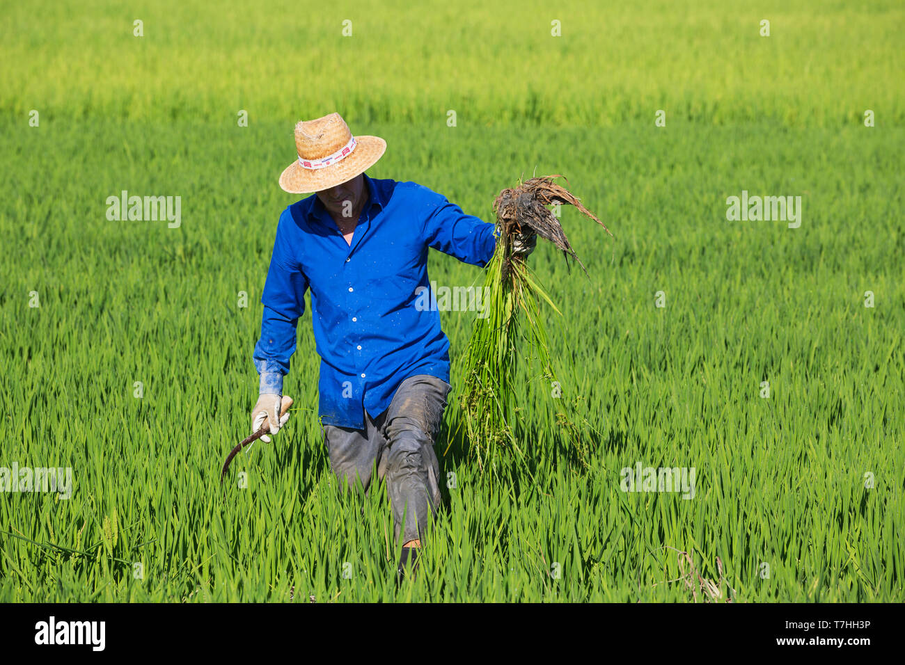 Weeding the rice fields (Oryza sativa) is a manual work. In July ...