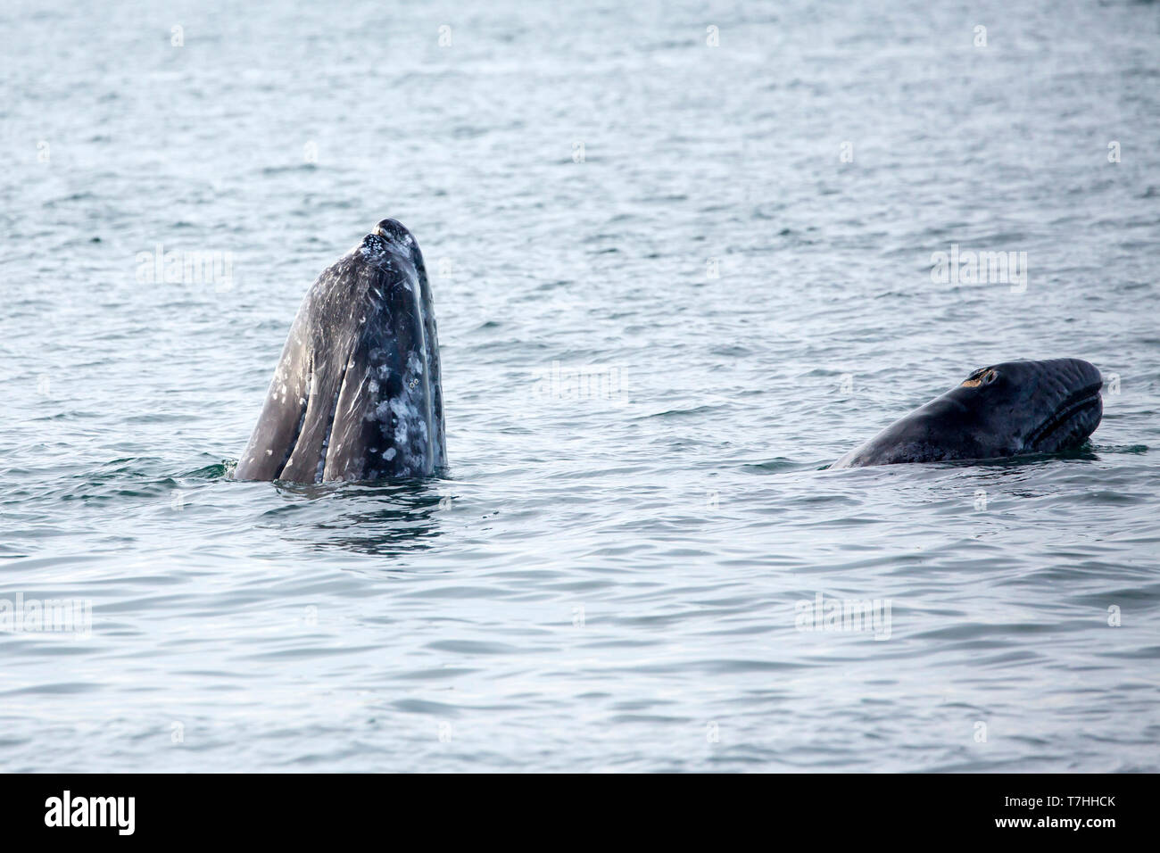 Gray whale / Gray Whale (Eschrichtius robustus) on their migratory ...