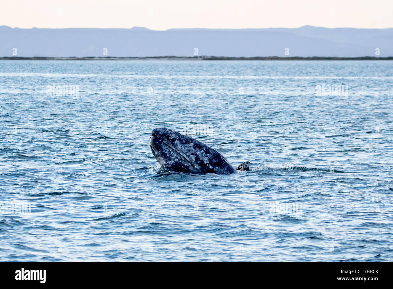 Gray whale / Gray Whale (Eschrichtius robustus) on their migratory ...