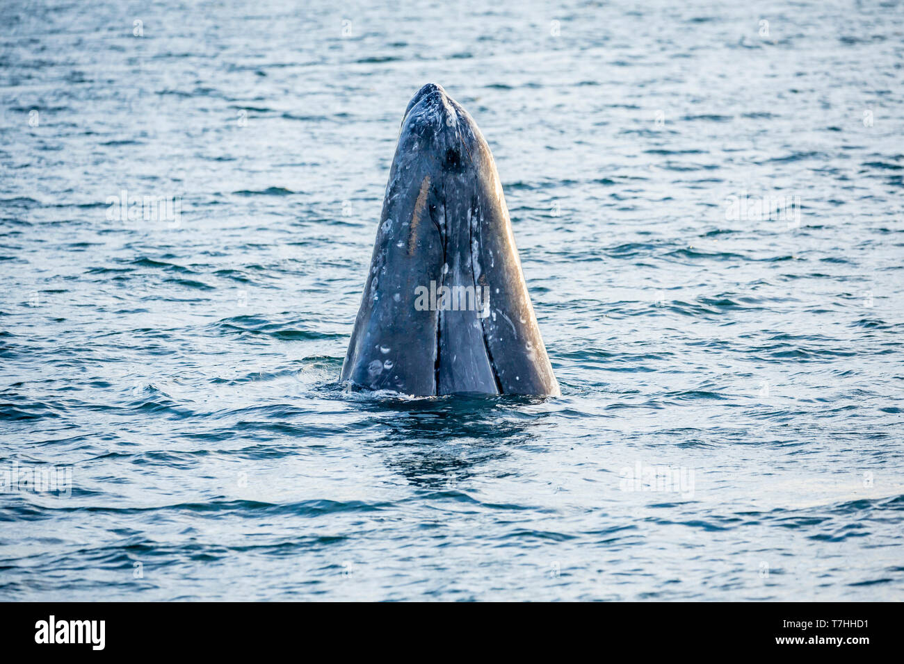Gray whale / Gray Whale (Eschrichtius robustus) on their migratory ...