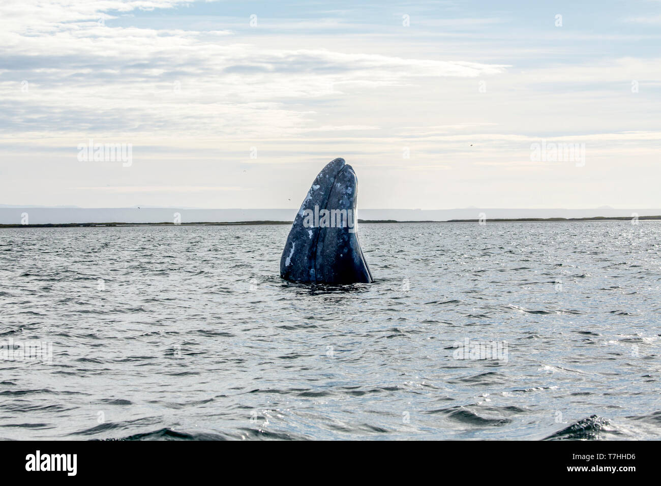 Gray whale / Gray Whale (Eschrichtius robustus) on their migratory ...