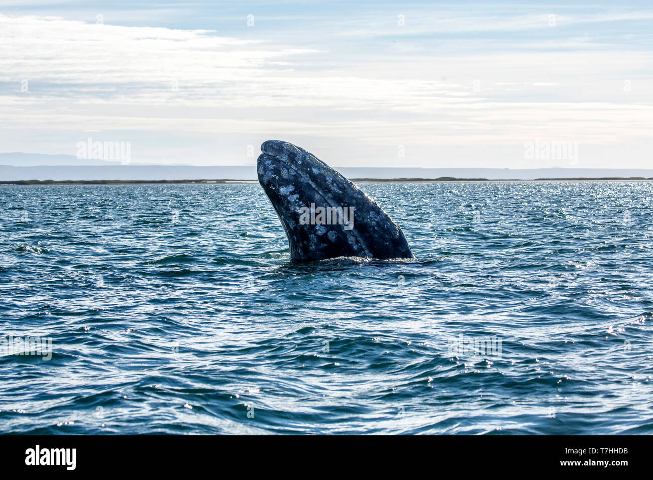Grey whale mating hi-res stock photography and images - Alamy