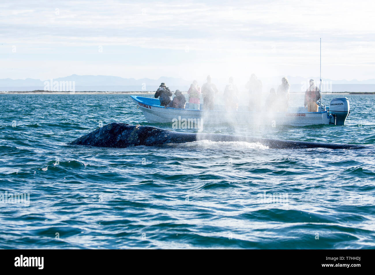 Gray whale / Gray Whale (Eschrichtius robustus) on their migratory ...
