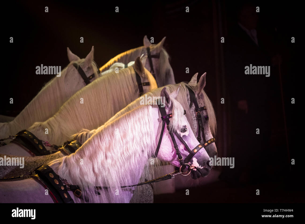 Arabian Horse. Group of gray stallions standing in a circus ring ...
