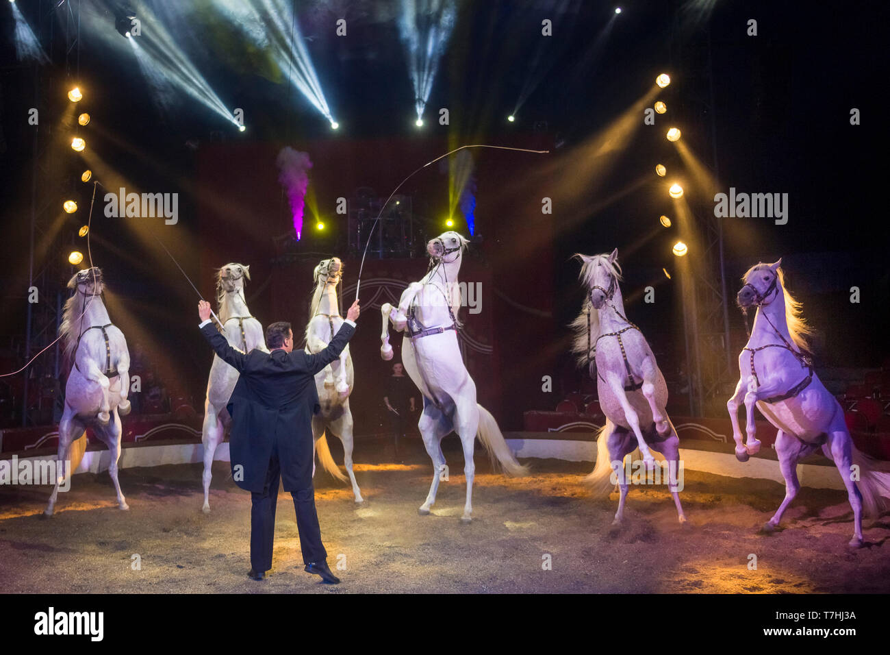 Louis Knie junior in his circus, showing rearing Arabian stallions ...