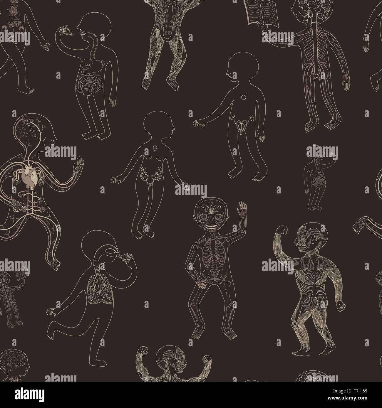 Vector seamless pattern with illustration of human anatomy, systems of ...