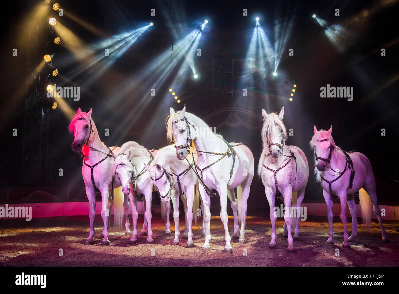 Circus ring hi-res stock photography and images - Alamy