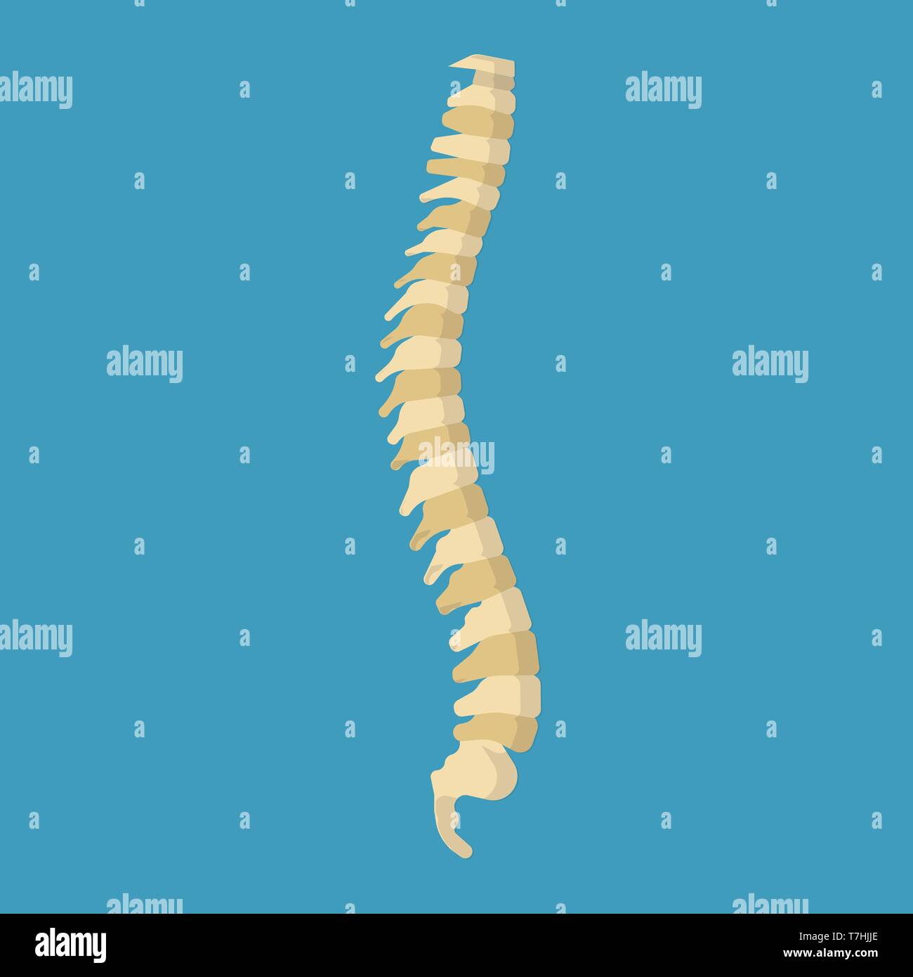 Human vertebral column spine science skeletal vector icon. Physical ...