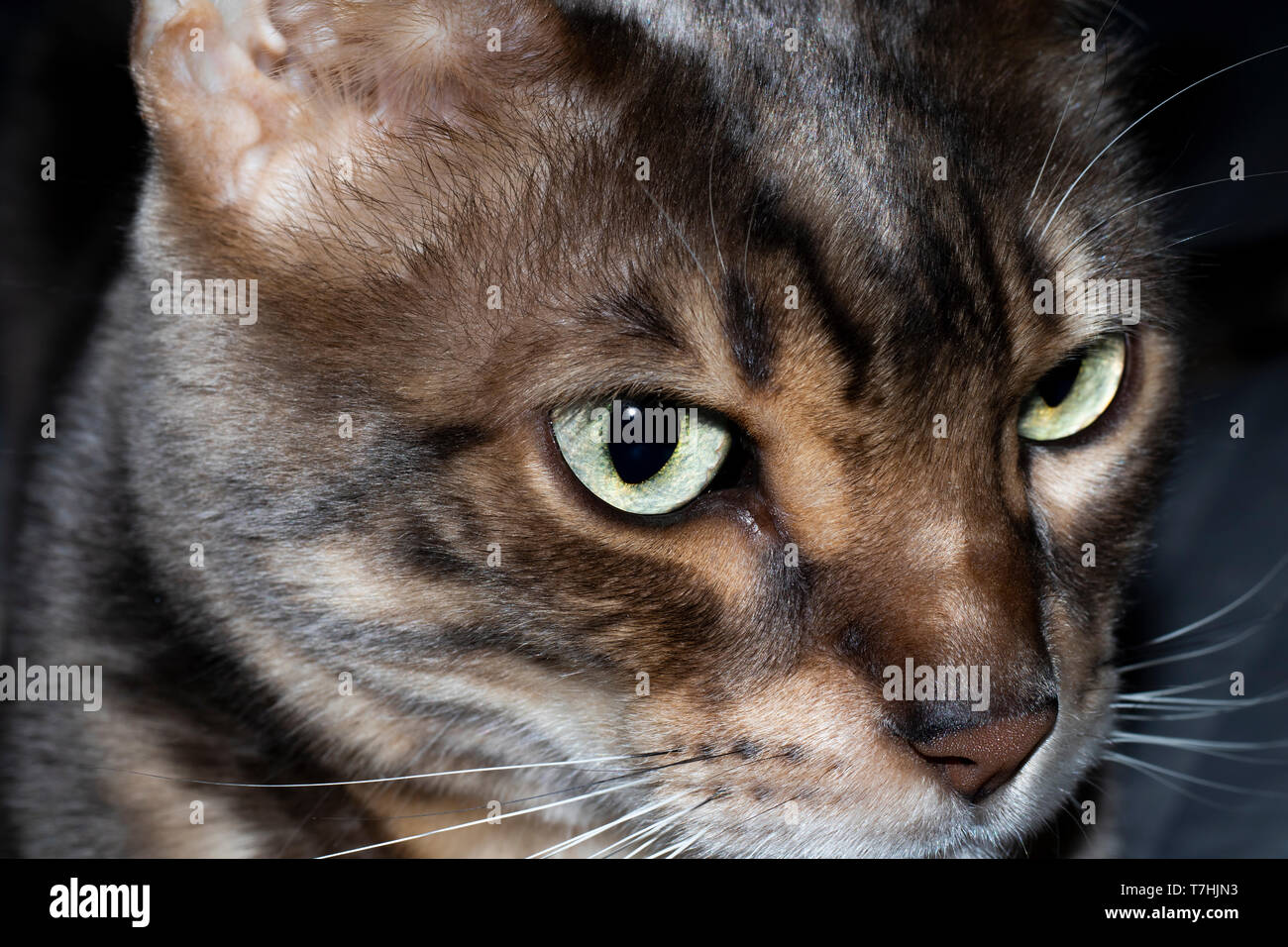 Male five year old Corsican Blue Marbled Bengal domestic cat, breed ...