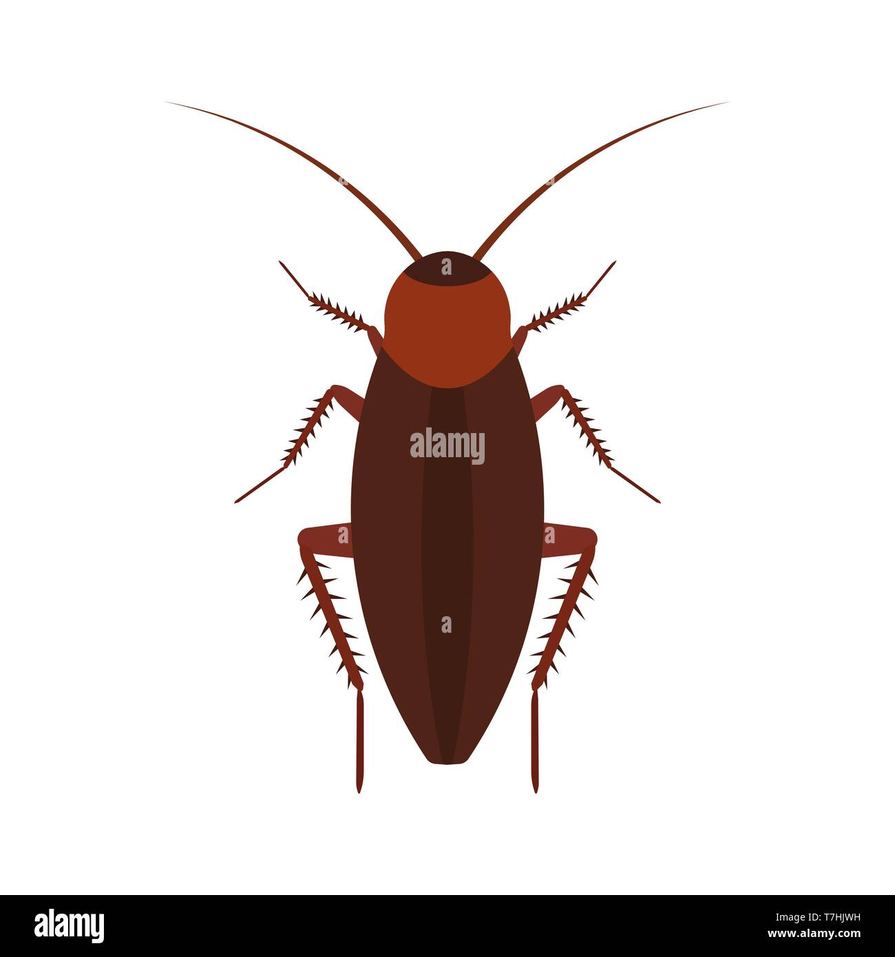 Cockroach insect vector icon above pest. Brown animal top view cartoon ...