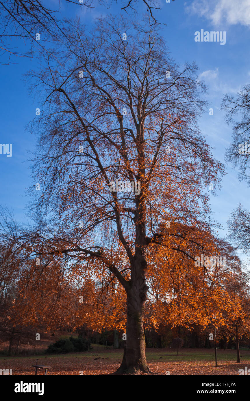 Vertical view of a big autumn tree Stock Photo - Alamy