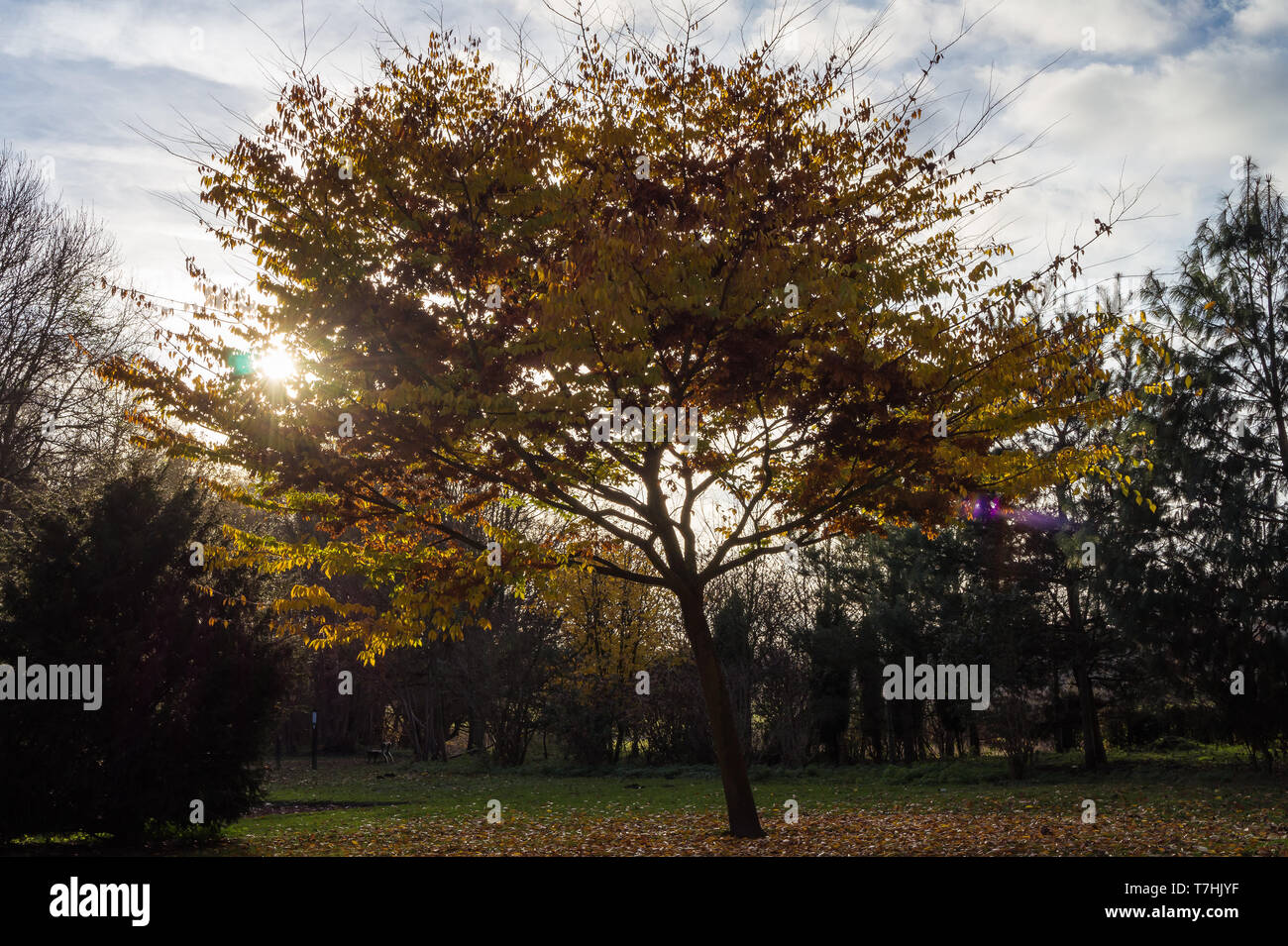 Scenic yellow tree hiding the sun Stock Photo - Alamy