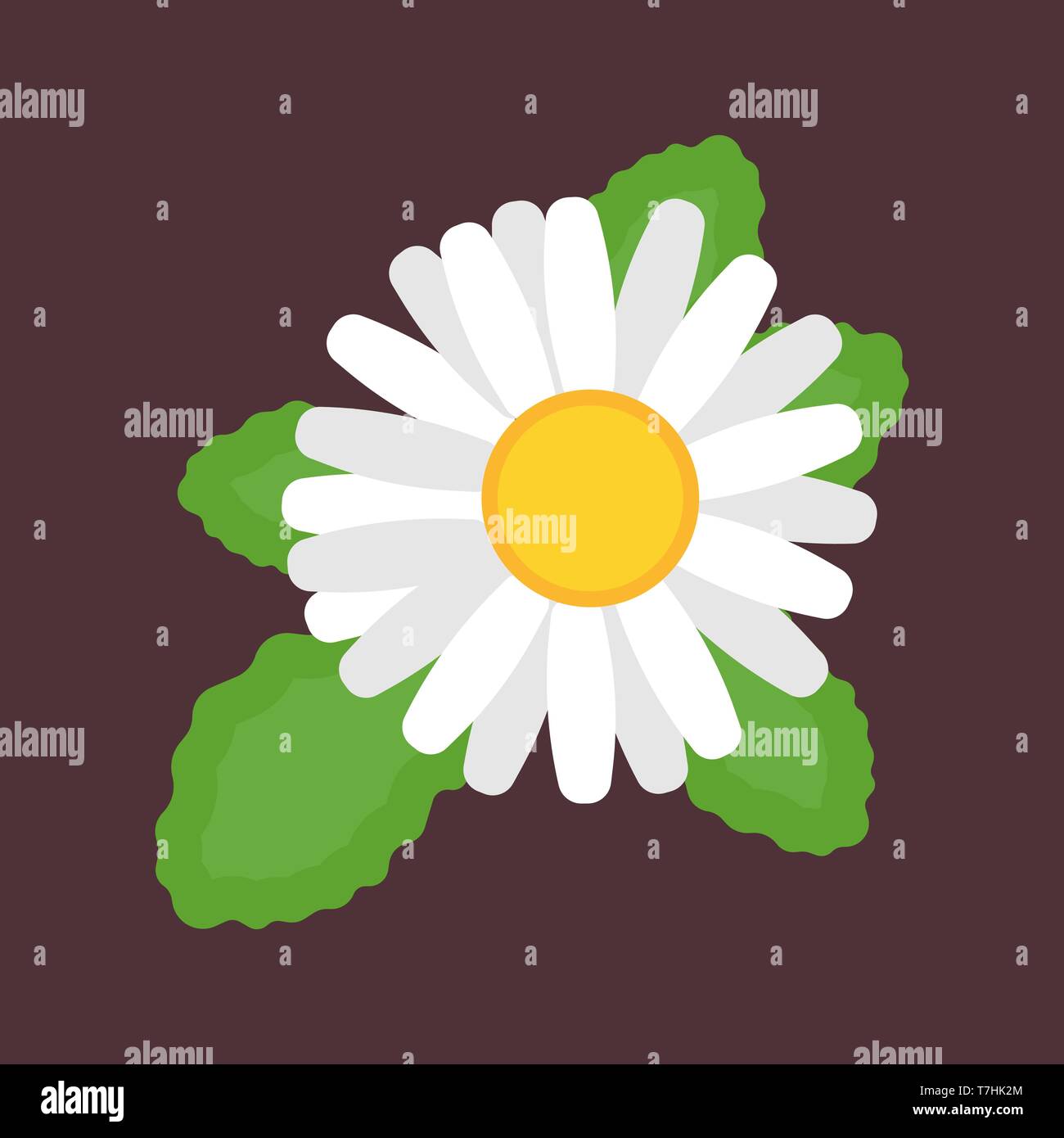 Daisy top view Stock Vector Images - Alamy