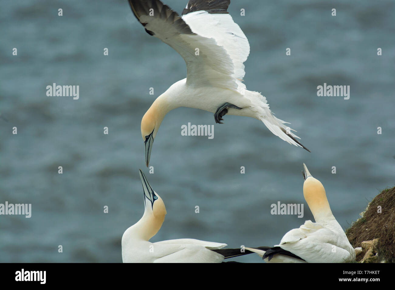 Northern Gannet, Morus bassanus, at Bempton Cliffs, returning to nest ...