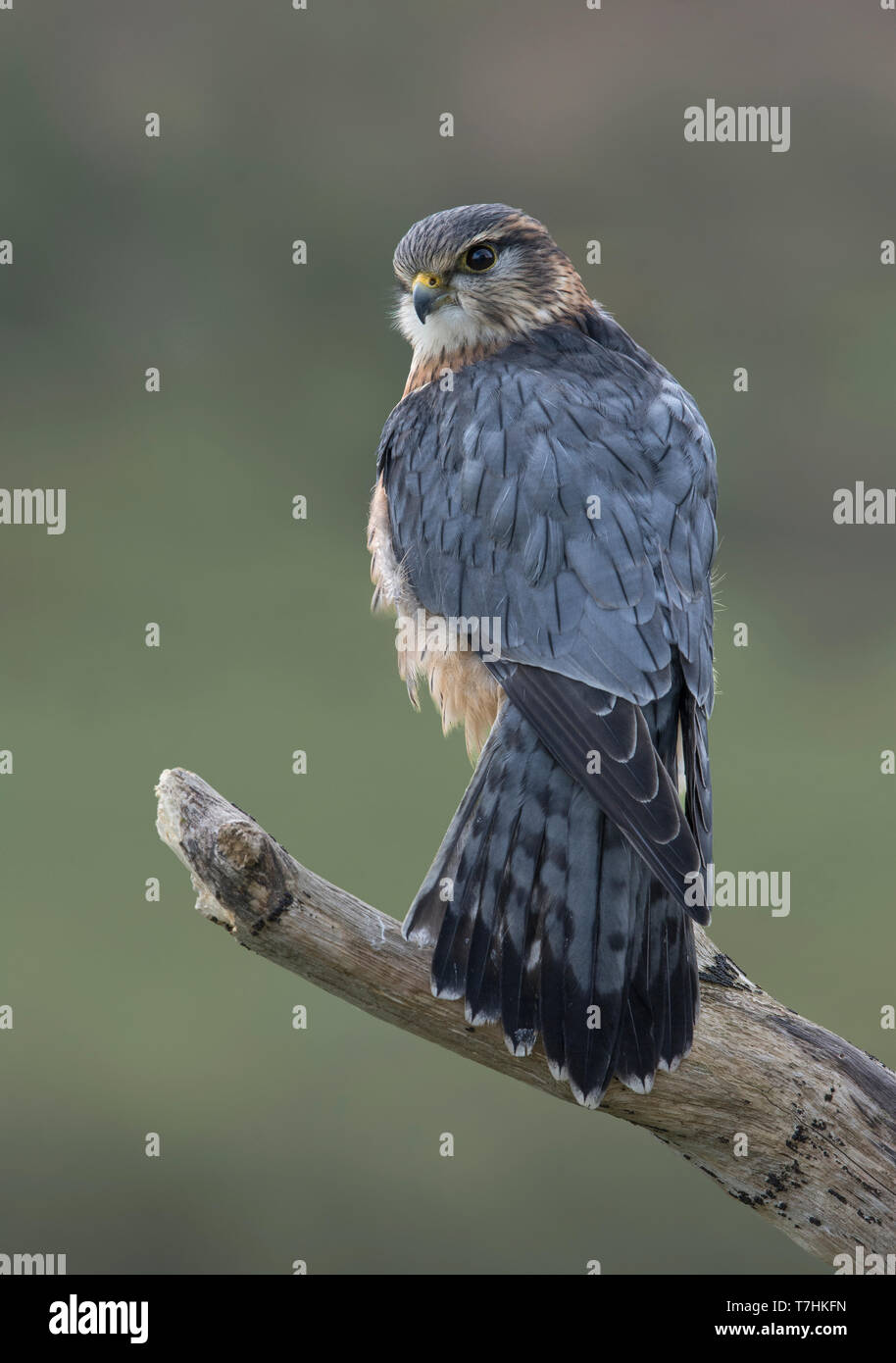 Merlin, Falco columbarius, male, perched on stick, against soft focus ...