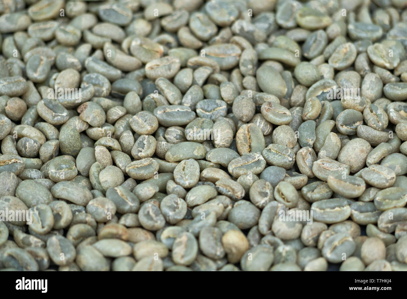 washed process of raw organic arabica green beans coffee from ethiopia ...