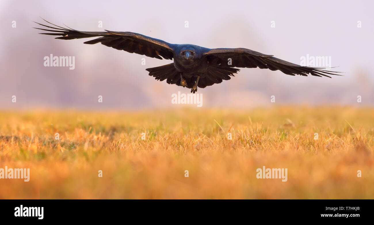 Common raven in full flight hi-res stock photography and images - Alamy