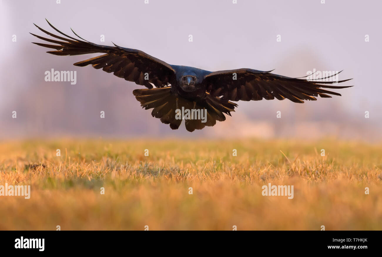 Common raven in full flight hi-res stock photography and images - Alamy