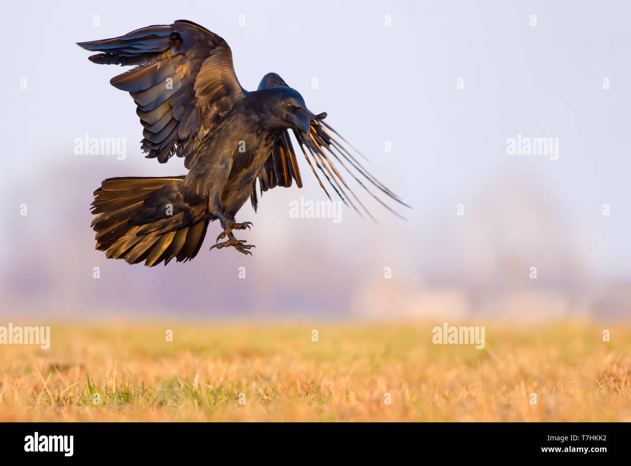 Common raven in full flight hi-res stock photography and images - Alamy