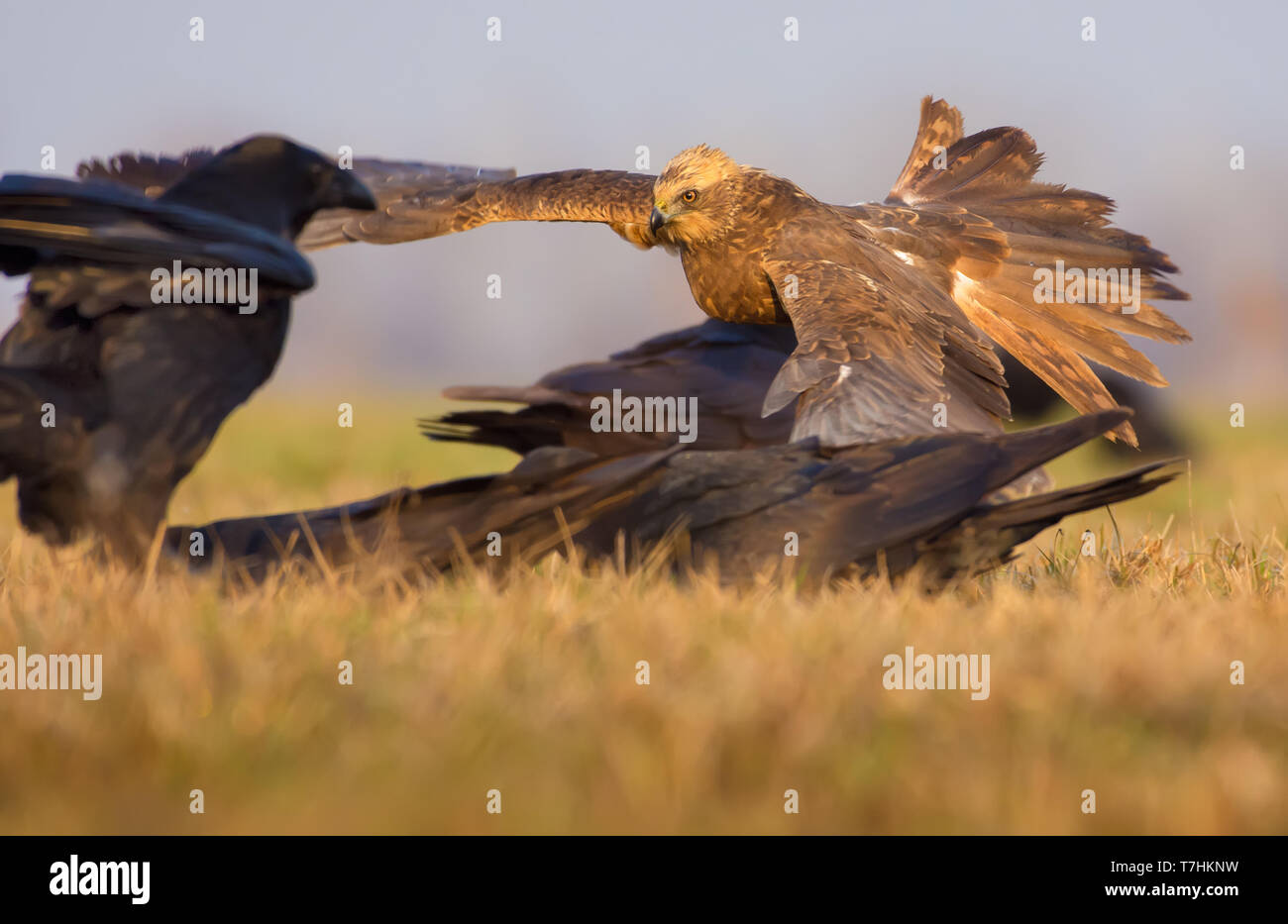 Western Marsh Harrier frightens away Common Ravens from some carrion of ...