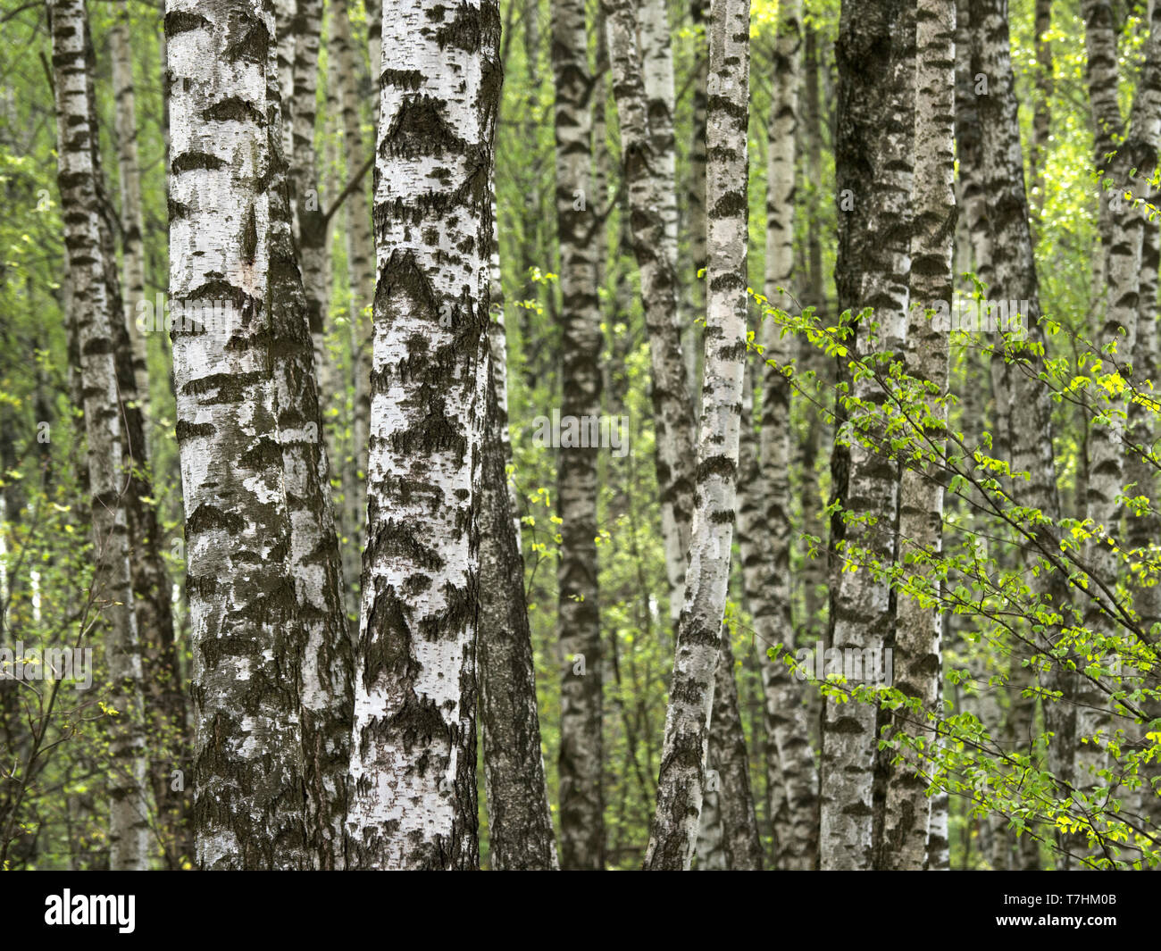 Trunks of Birch Trees in Spring Day as a Background Stock Photo - Alamy
