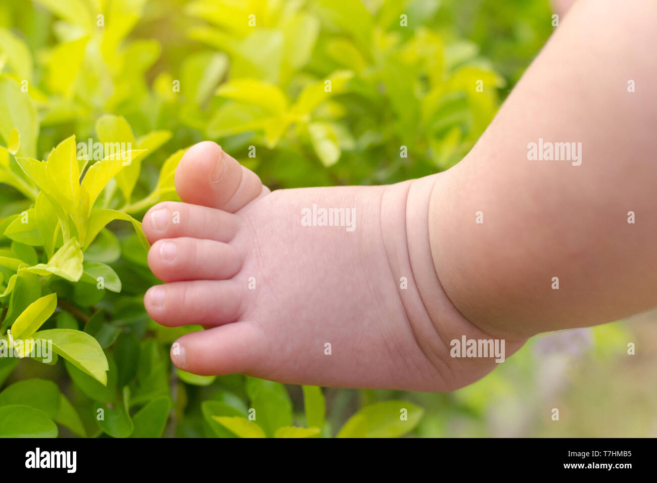 Boy touching tree hi-res stock photography and images - Alamy