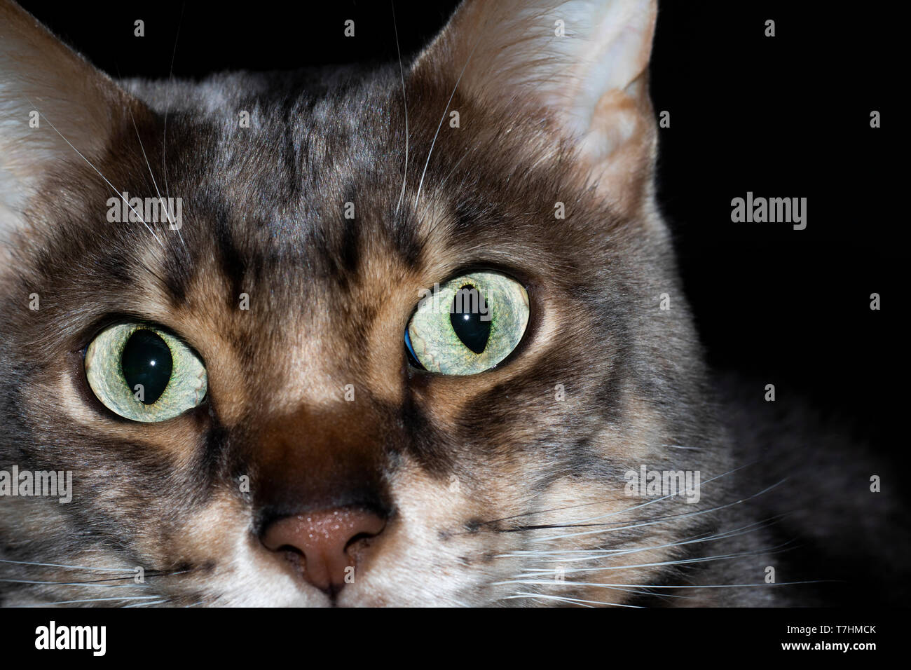 Male five year old Corsican Blue Marbled Bengal domestic cat, breed ...